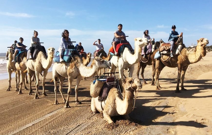 Essaouira: Camel Ride On Sand dunes and Beach - Travel Sky Morocco